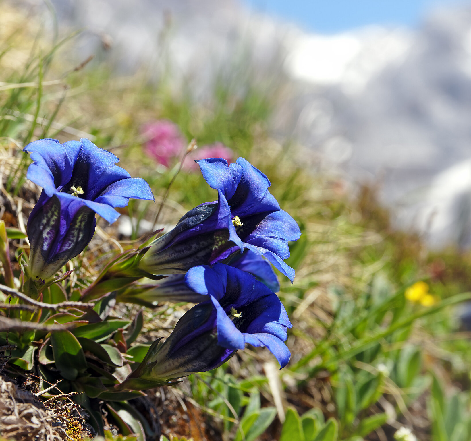 Ein Ort voller Artenreichtum: Der Nationalpark Hohe Tauern