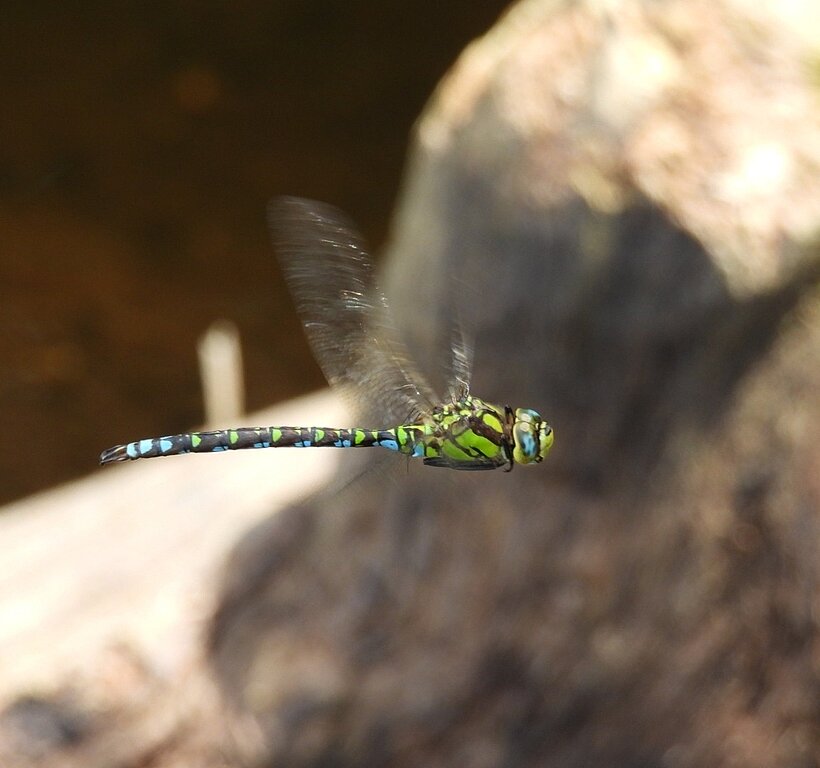 Die goldene Apis 2025: Das Siegerprojekt stellt sich vor: Verein Inizia